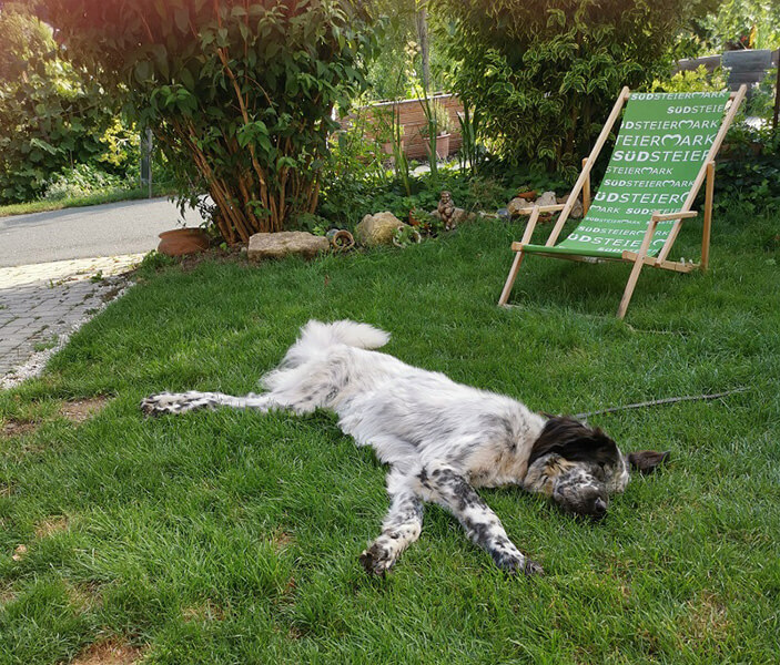 Shadow (vormals Bojan) | Animal Care Austria