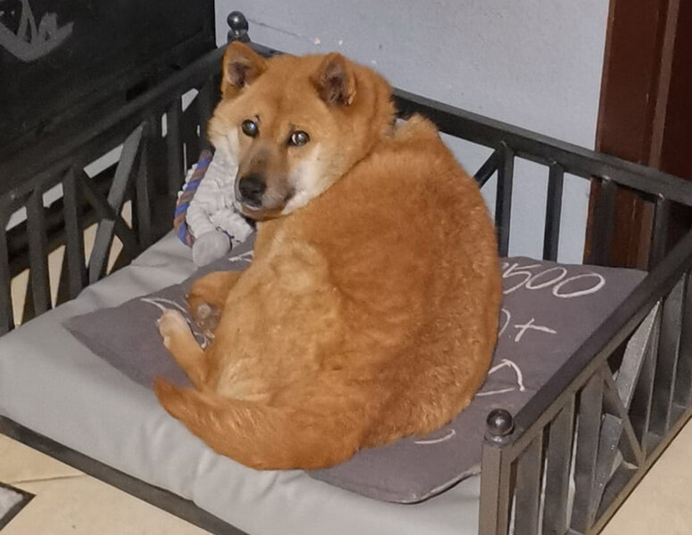 Simba (vormals Sheila) | Animal Care Austria