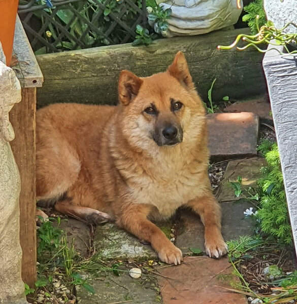Simba (vormals Sheila) | Animal Care Austria