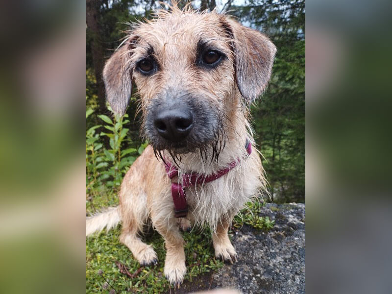 Lucy (vormals Kimi) | Animal Care Austria