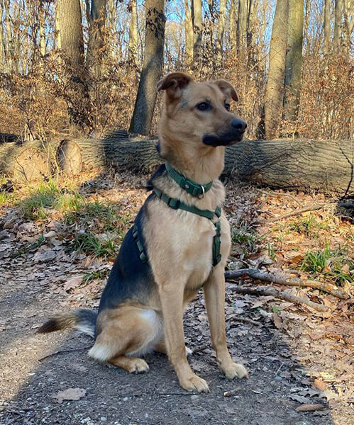 Animal Care Austria - Heidi