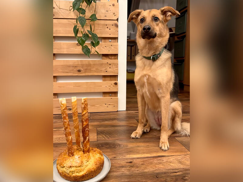 Heidi | Animal Care Austria