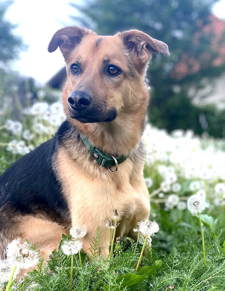 Animal Care Austria - Heidi