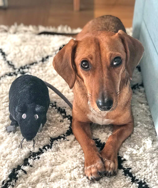 Angie (vormals Angel) | Animal Care Austria