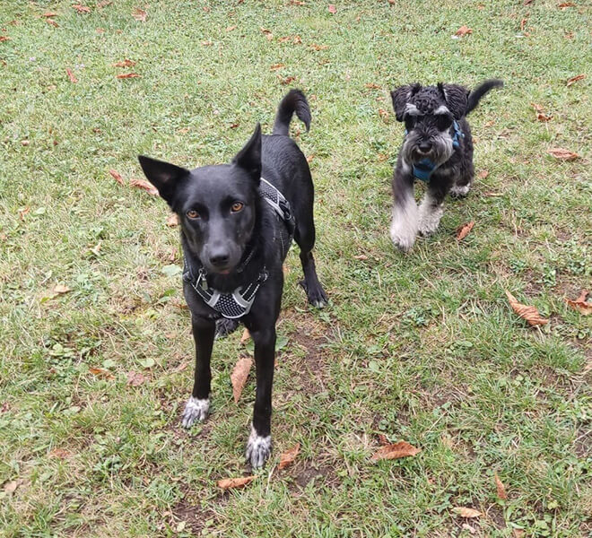 Animal Care Austria - Ina