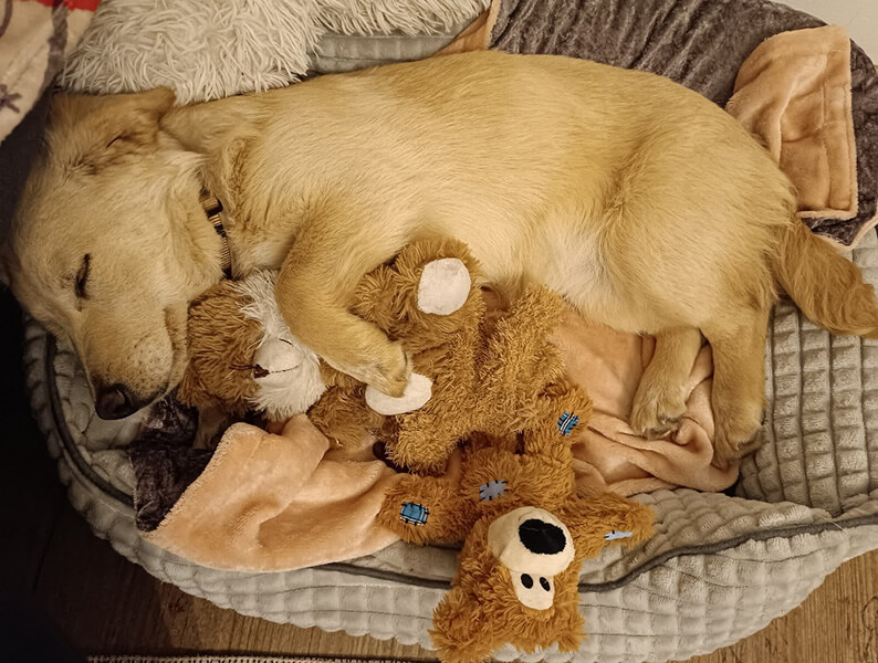 Lia (vormals Sunshine) | Animal Care Austria