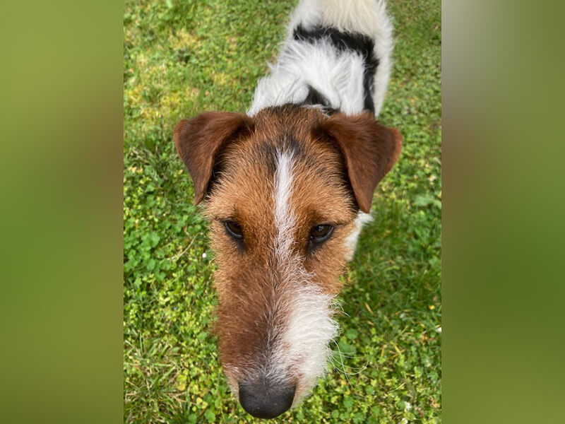 Dani (vormals Daniel) | Animal Care Austria