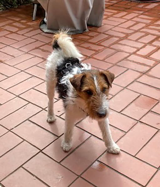 Dani (vormals Daniel) | Animal Care Austria