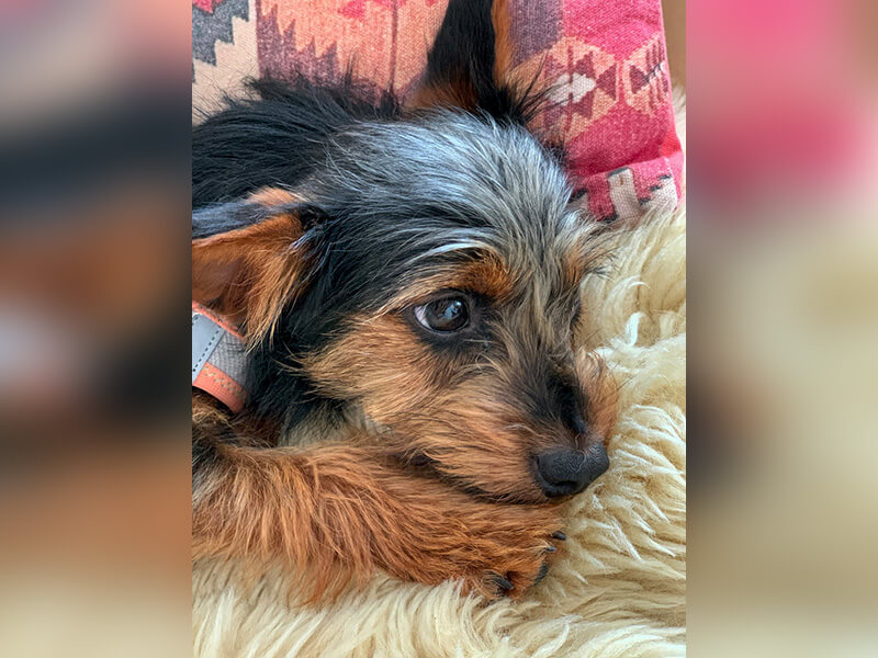 Pucki | Animal Care Austria