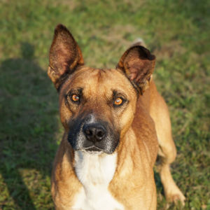 Bruno | Animal Care Austria