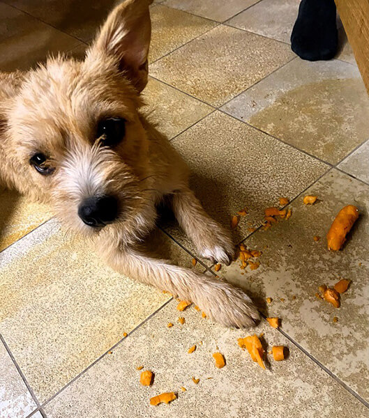 Shoni | Animal Care Austria