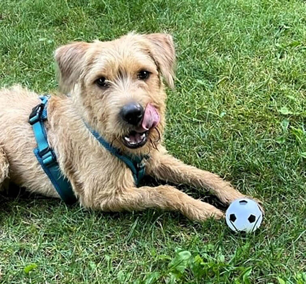 Hugo | Animal Care Austria