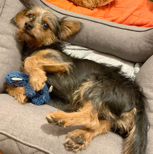 Pucki | Animal Care Austria