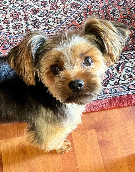 Animal Care Austria - Lizzy (vormals Whitney)