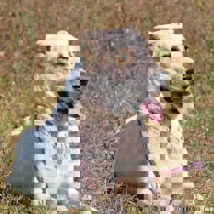 Doris | Animal Care Austria