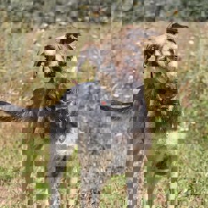 Chelsea | Animal Care Austria