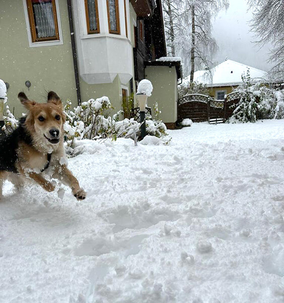 Animal Care Austria - Astra