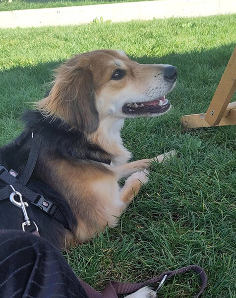 Animal Care Austria - Astra