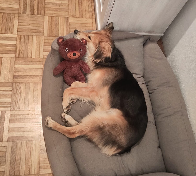 Animal Care Austria - Astra