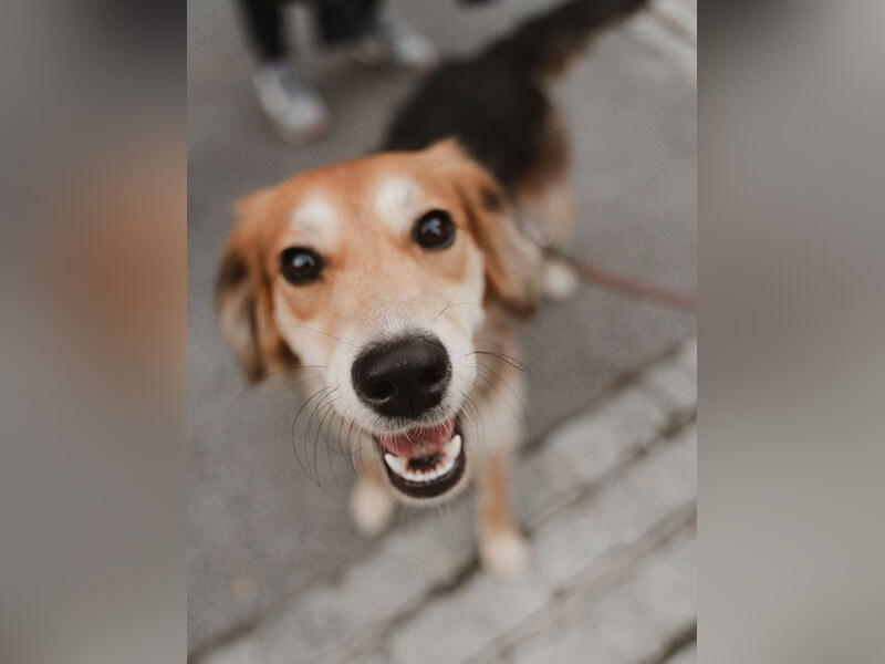 Animal Care Austria - Astra