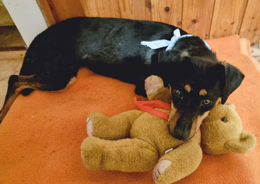 Aisha | Animal Care Austria