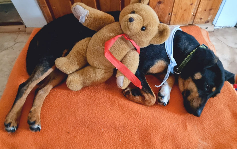 Aisha | Animal Care Austria