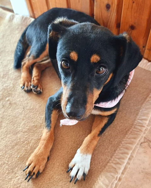 Aisha | Animal Care Austria