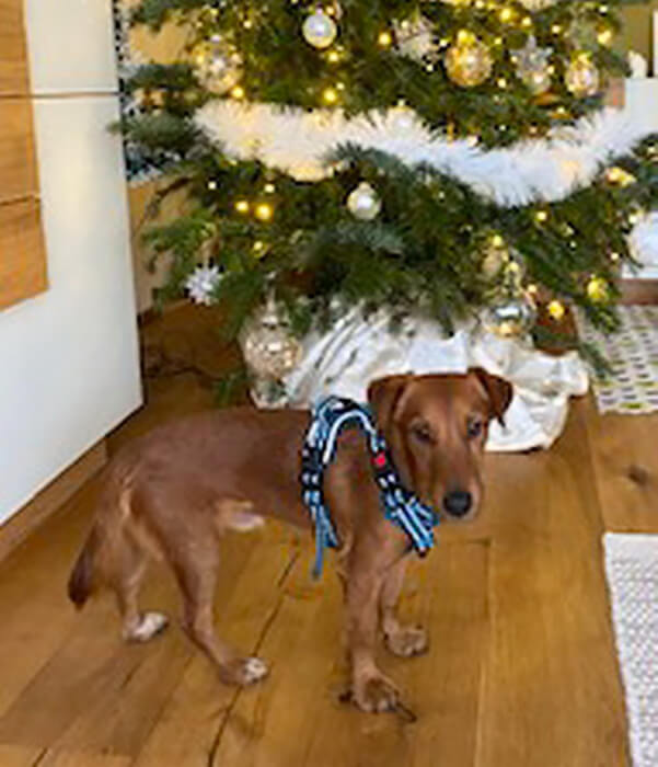 Animal Care Austria - Adrian