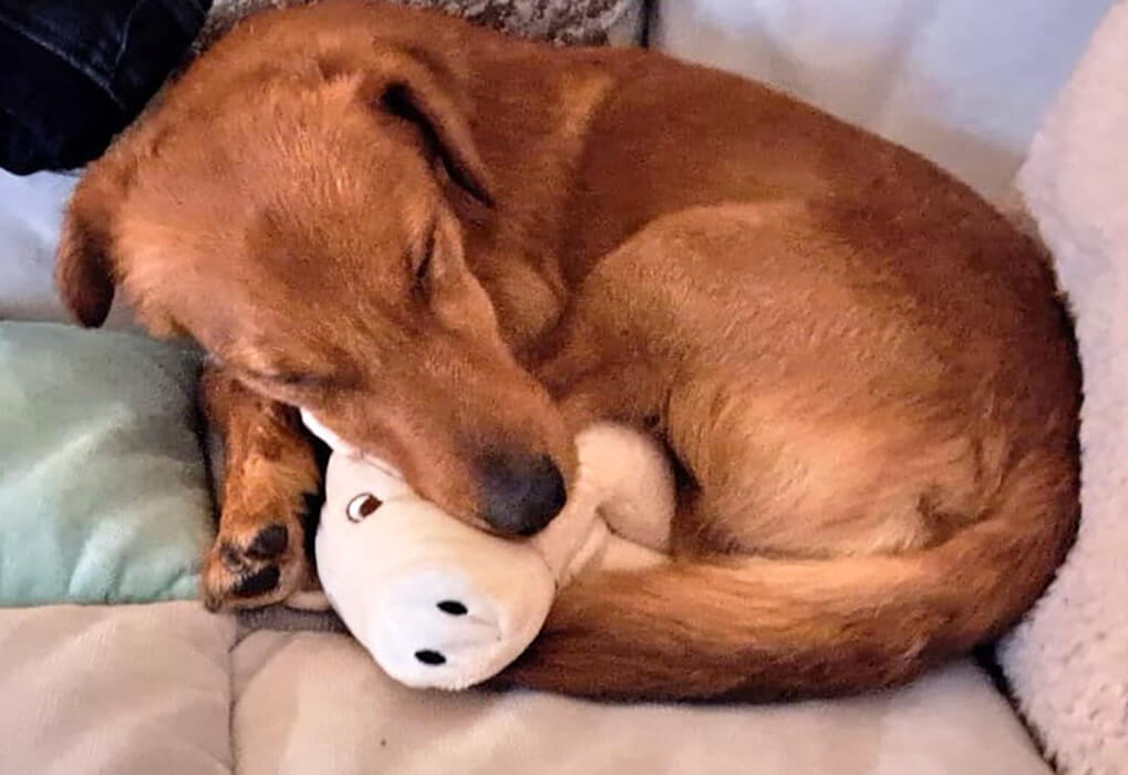 Adrian | Animal Care Austria