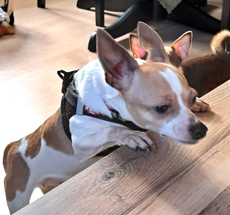 Paula | Animal Care Austria