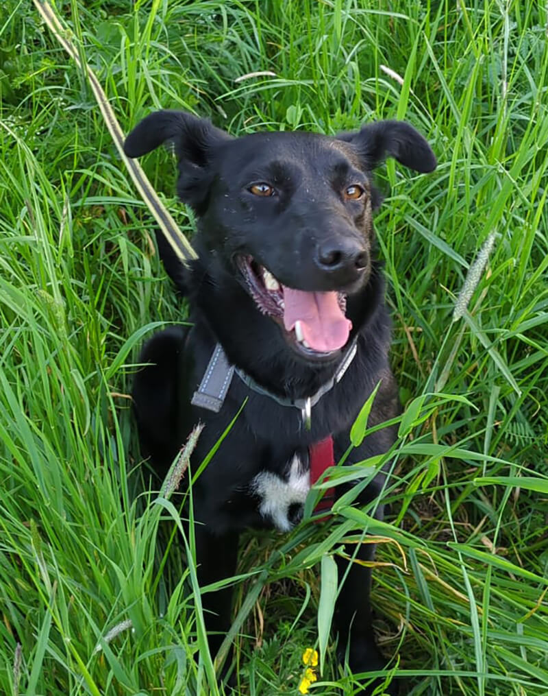 Chloe | Animal Care Austria