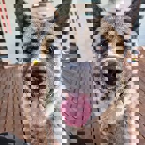 Akuma | Animal Care Austria