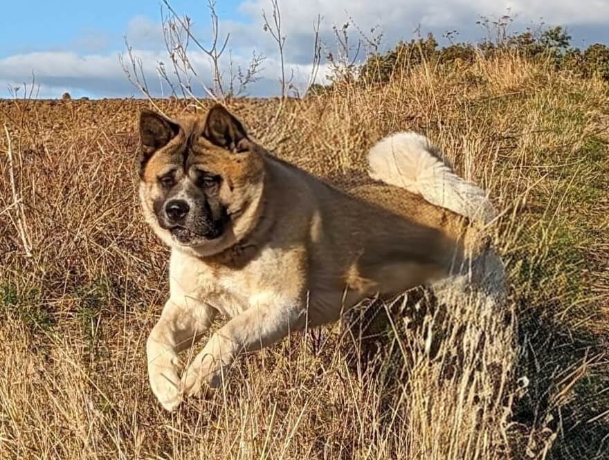 Akuma | Animal Care Austria