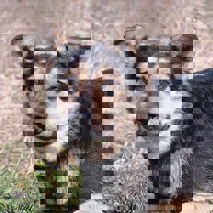 Mira | Animal Care Austria