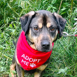Tobi | Animal Care Austria