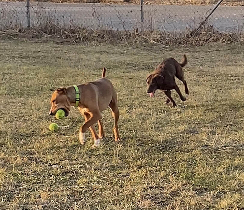 Snoopy & Milla | Animal Care Austria