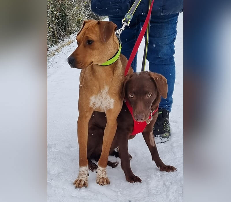 Animal Care Austria - Snoopy & Milla