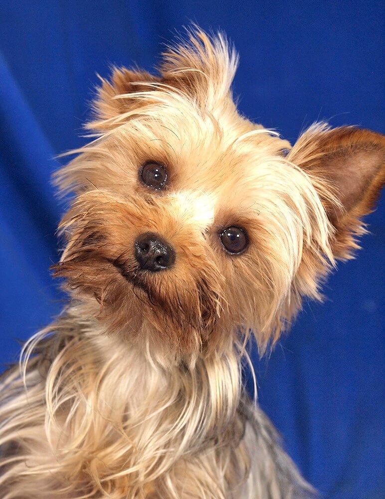 Rose | Animal Care Austria