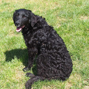 Rita | Animal Care Austria