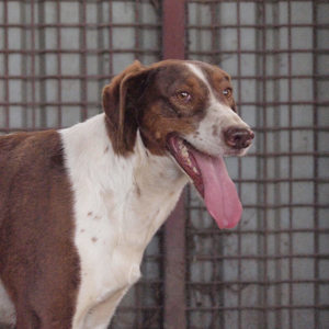 Colin | Animal Care Austria