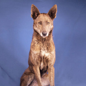 Barka | Animal Care Austria