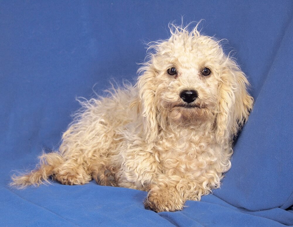 Animal Care Austria - Elke