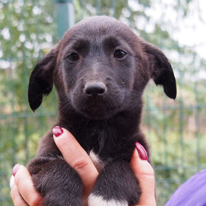 Kaja | Animal Care Austria