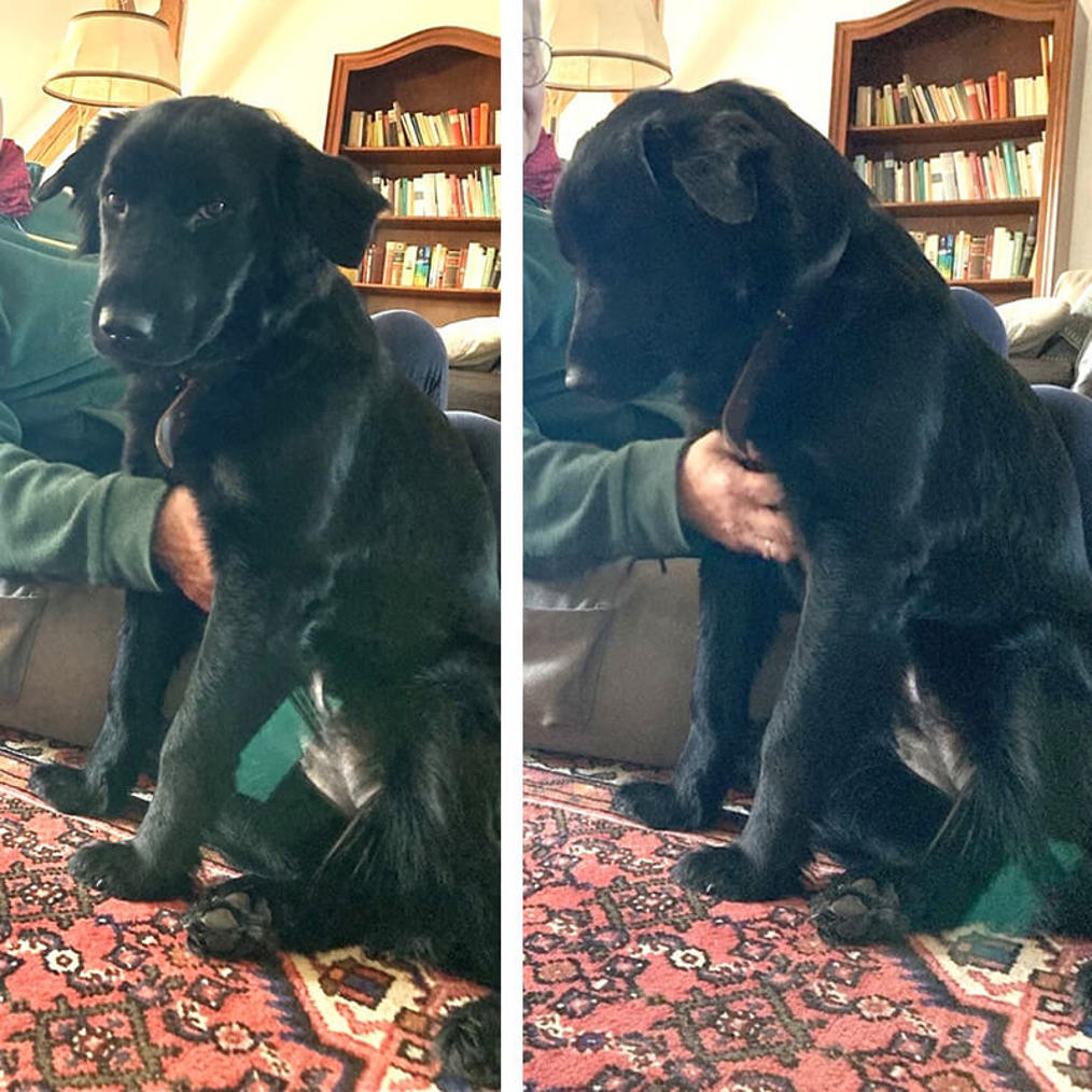 Penny | Animal Care Austria