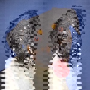 Niko | Animal Care Austria