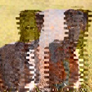 bogart_1.jpg?rxy=0.4908389377453428,0.3414650405635985&width=300&height ...