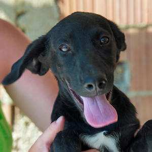 Zeus | Animal Care Austria