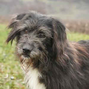 Mila | Animal Care Austria