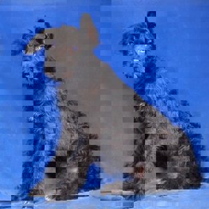 Danka | Animal Care Austria