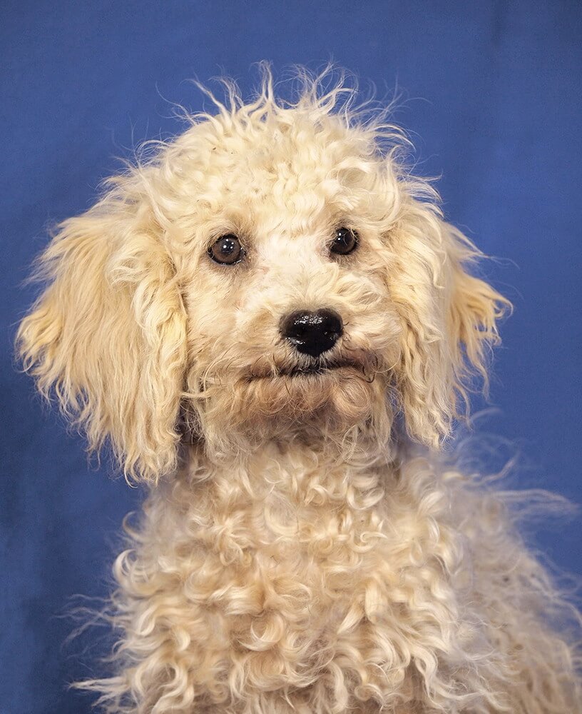 Animal Care Austria - Elke